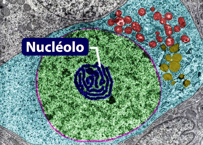 Núcleo celular: o que é e qual sua função - Toda Matéria