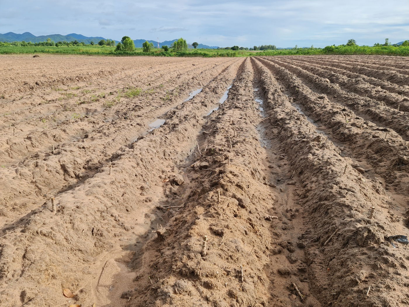 Solo arenoso: o que é, características e principais tipos - Toda Matéria