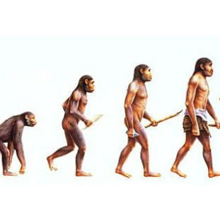 Diagrama De Evolucao Humana