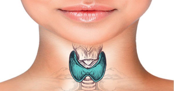 Tireoide: funções, anatomia e problemas - Toda Matéria