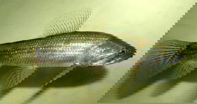 Animais do Cerrado - Toda Matéria