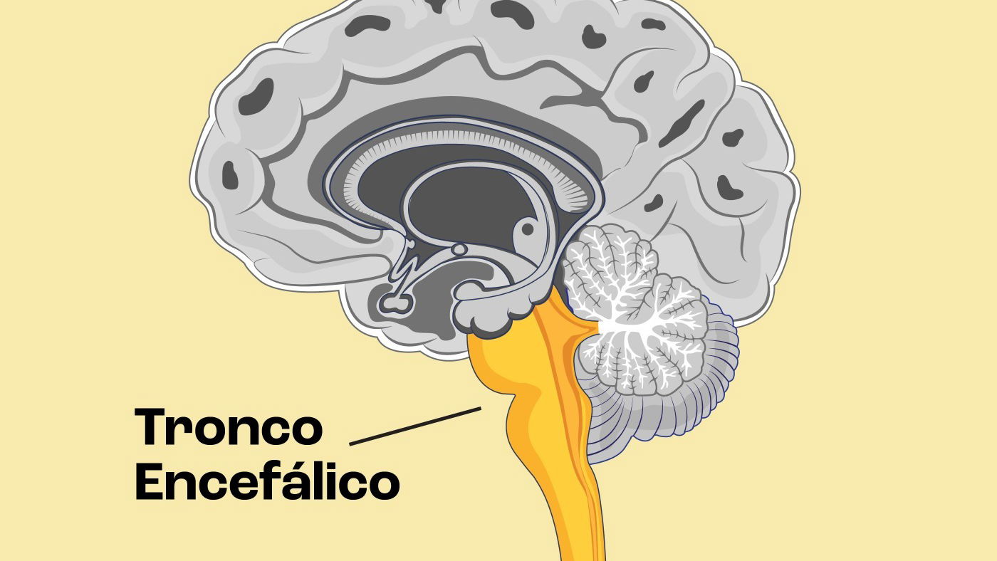 Diagrama De Anatomia Do Tronco 2024 Modelo De Anatomia Do Tronco