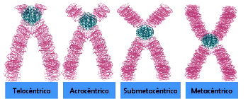 Cromossomos: o que são e tipos - Toda Matéria