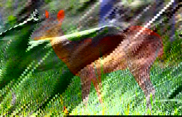 Animais do Cerrado - Toda Matéria