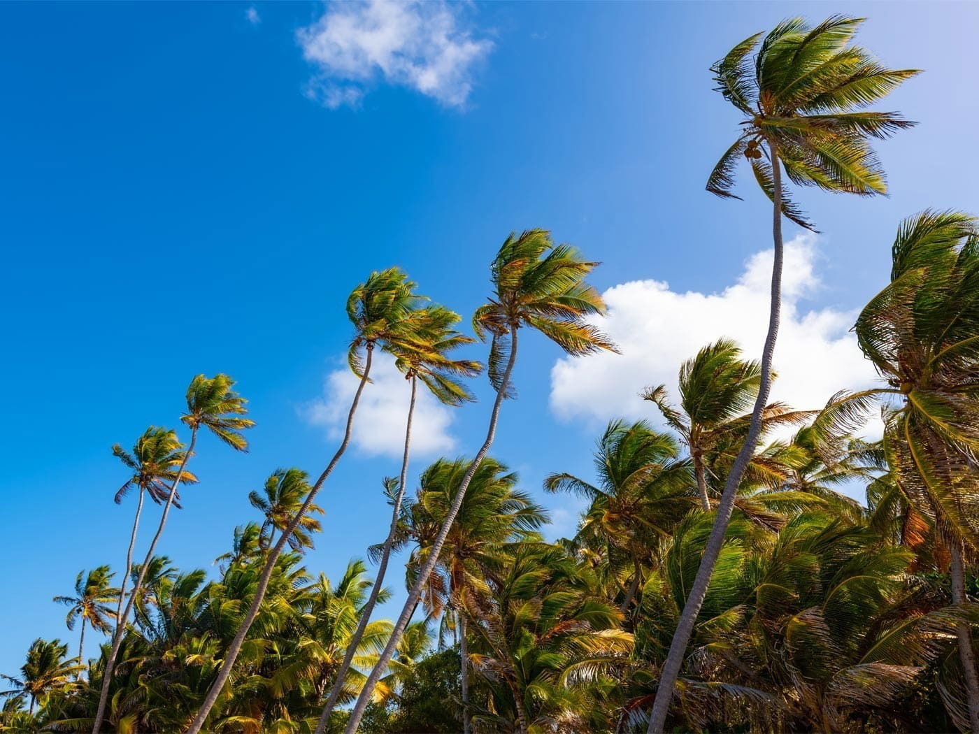 Vento: o que é, como se forma e tipos de ventos - Toda Matéria